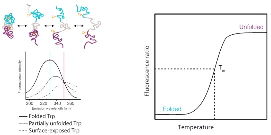 一文读懂差示扫描荧光法（DSF）