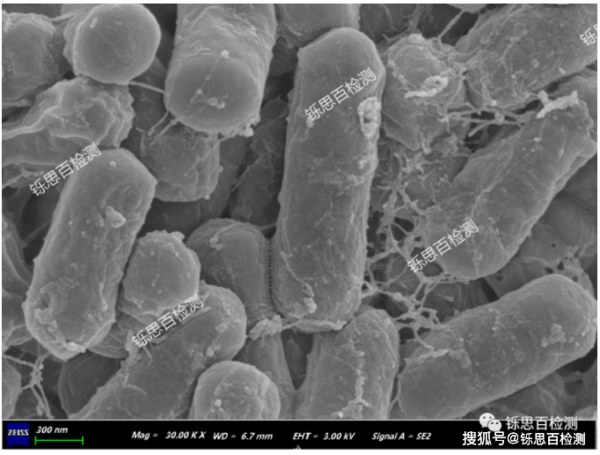 SEM细菌样品制备以及要求