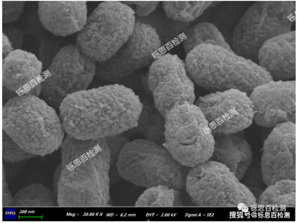 SEM细菌样品制备以及要求